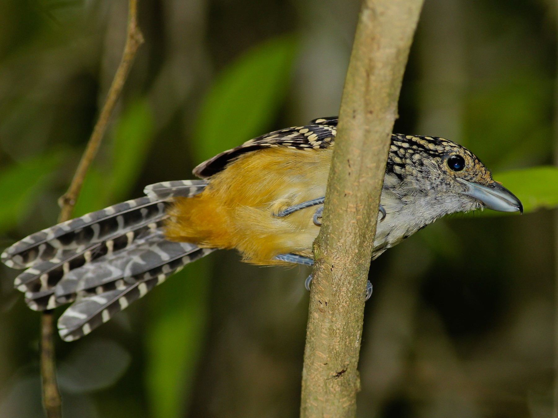 Batará Goteado - eBird
