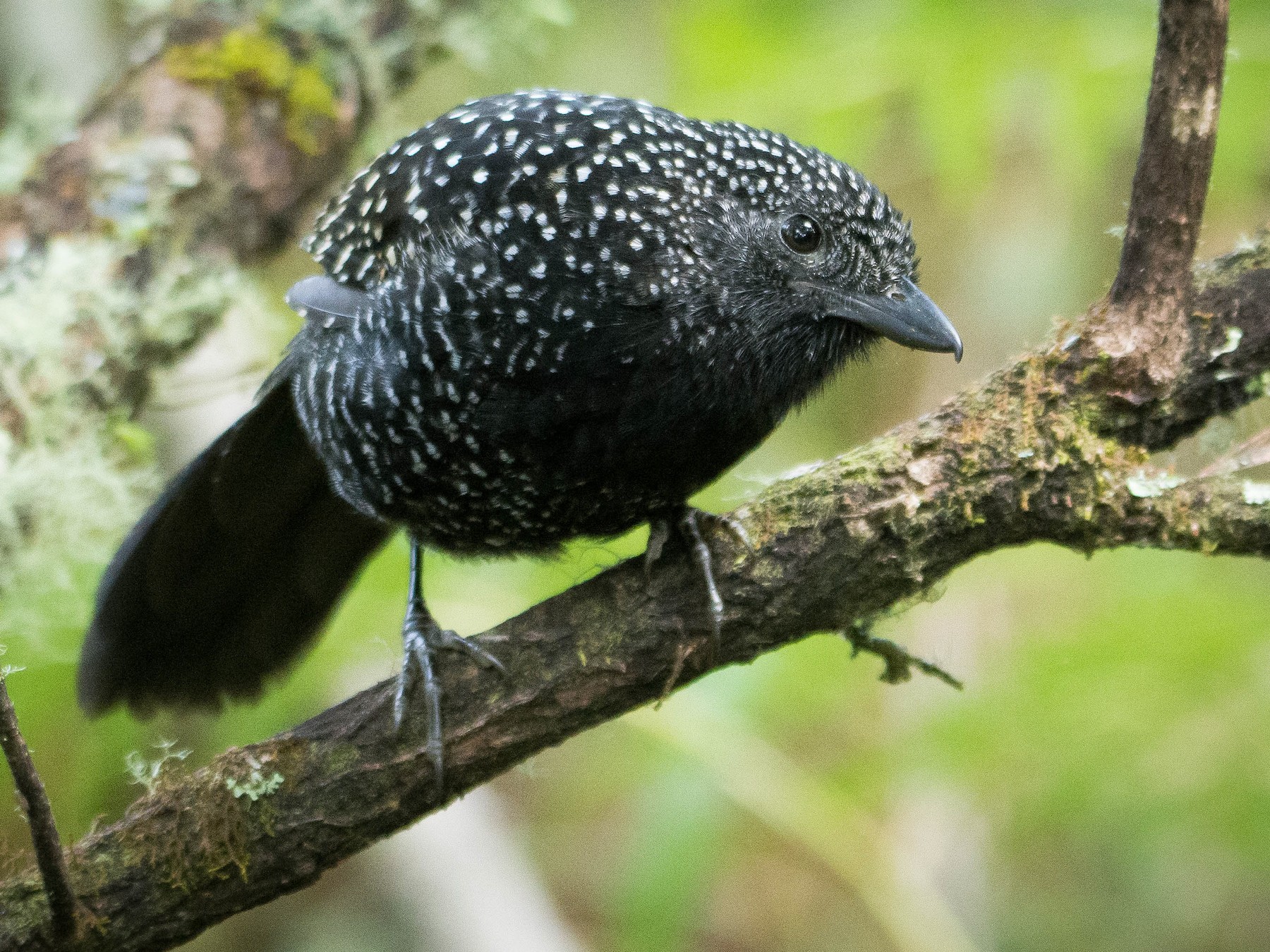 Large-tailed Antshrike - eBird