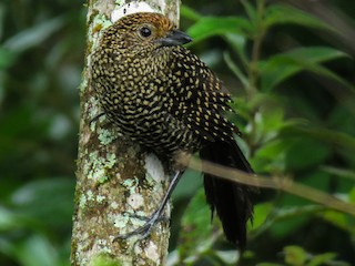 Batará Pintado - eBird