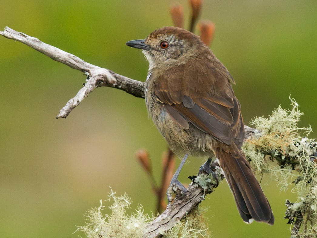 Choca Corona Rojiza - eBird