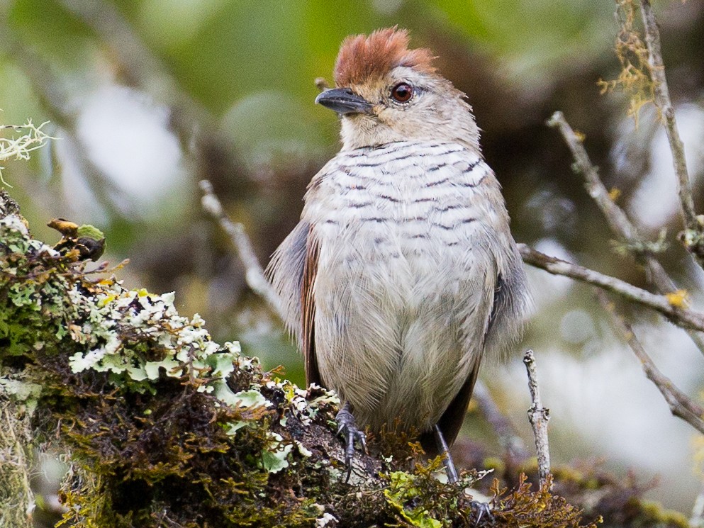 Batará pardo - eBird