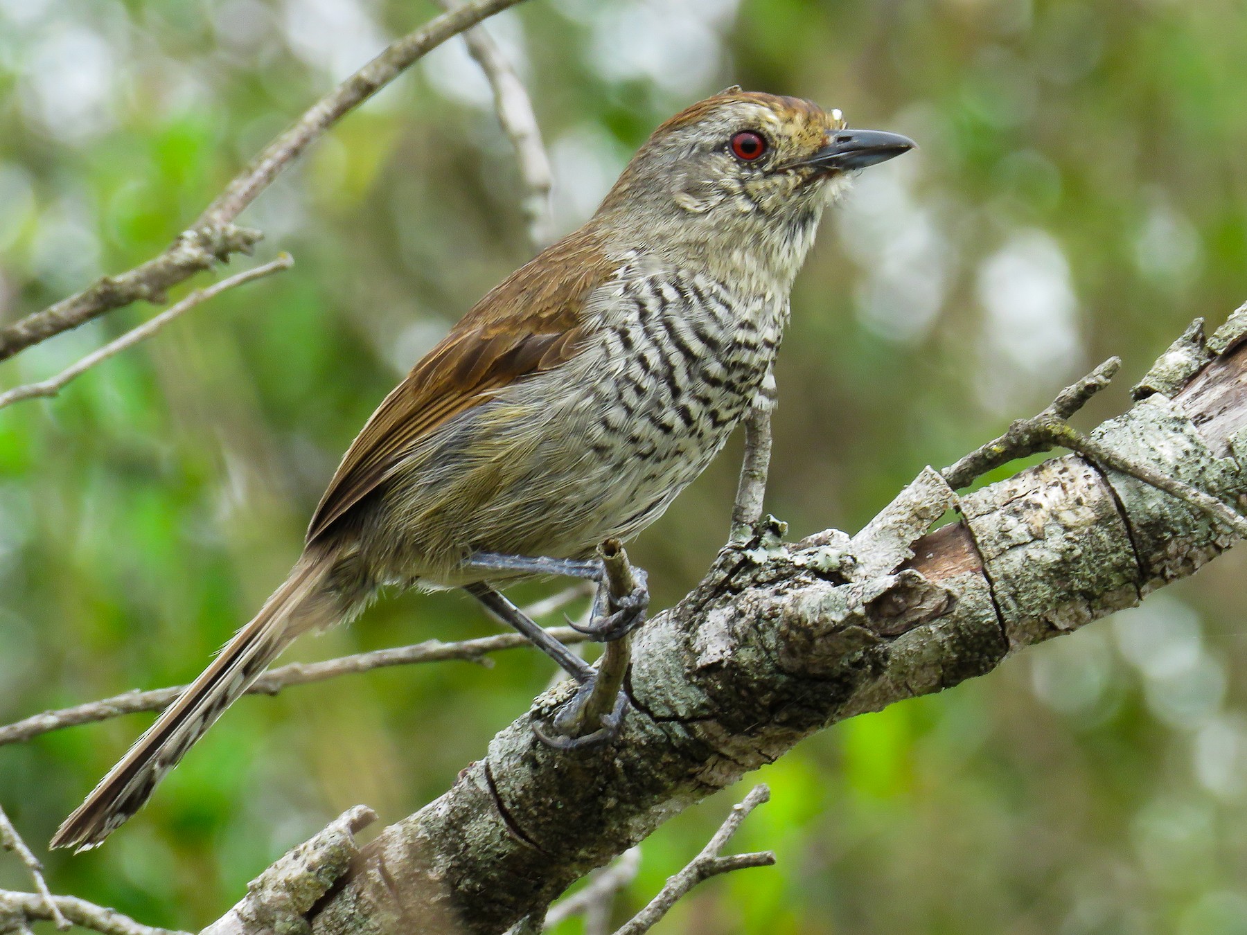 Batará pardo - eBird