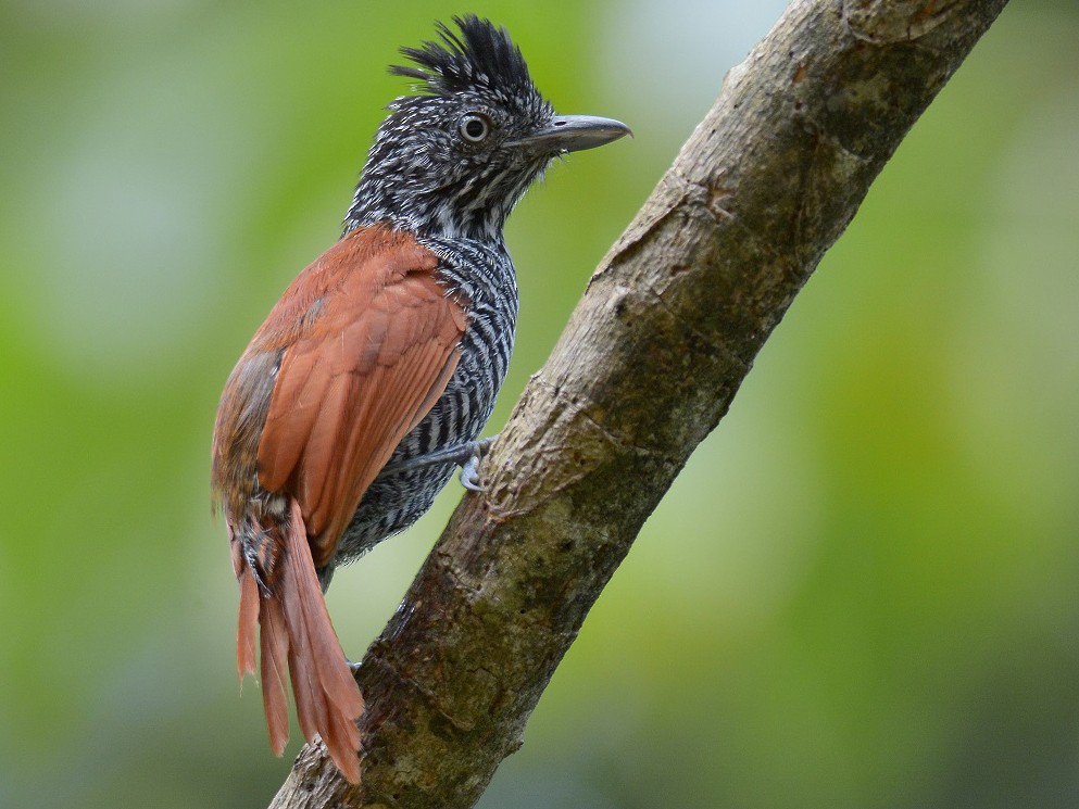 Batará Dorsicastaño - eBird