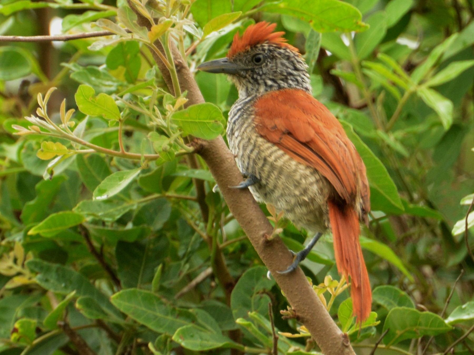 Batará Dorsicastaño - eBird