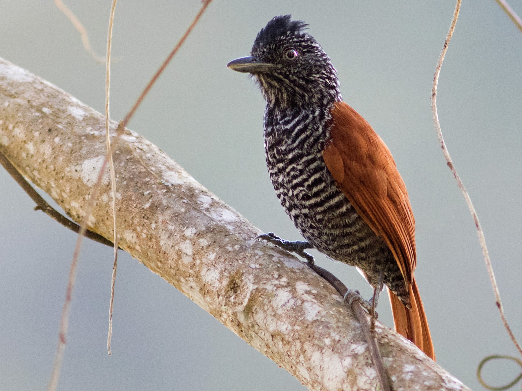 Batará dorsicastaño - eBird