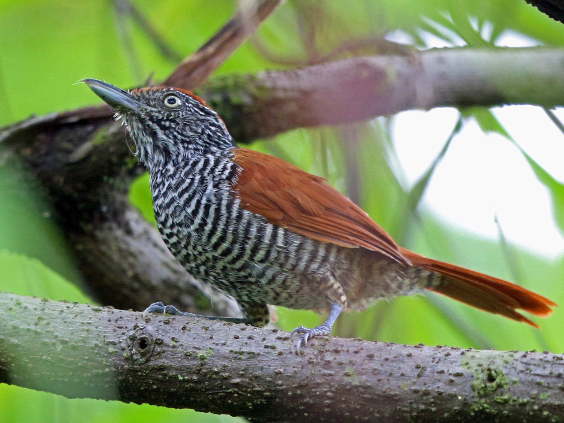 Chestnut-backed Antshrike - eBird