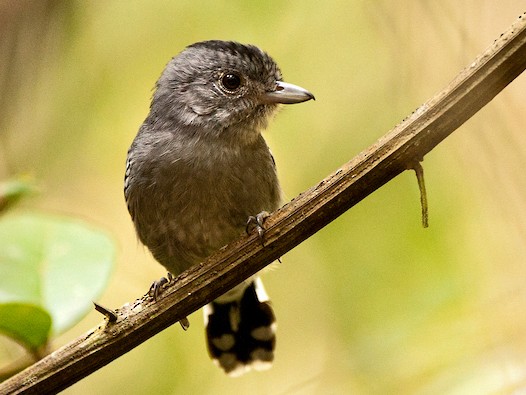 choca-de-sooretama - eBird