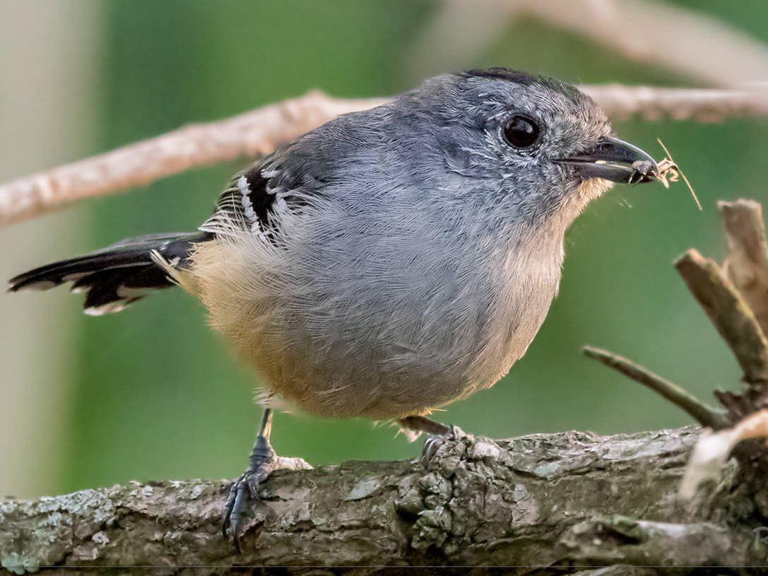 Choca-da-mata - eBird