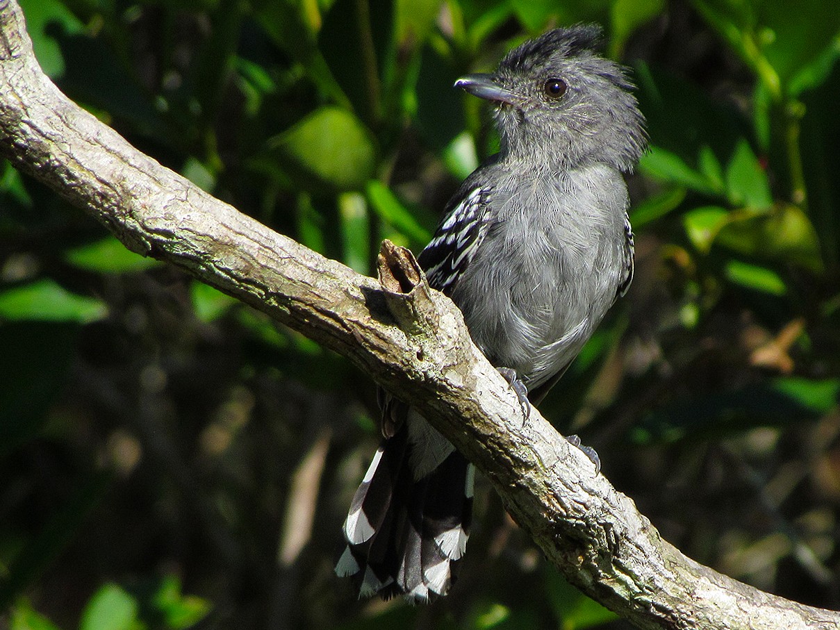 Batará Variable - eBird
