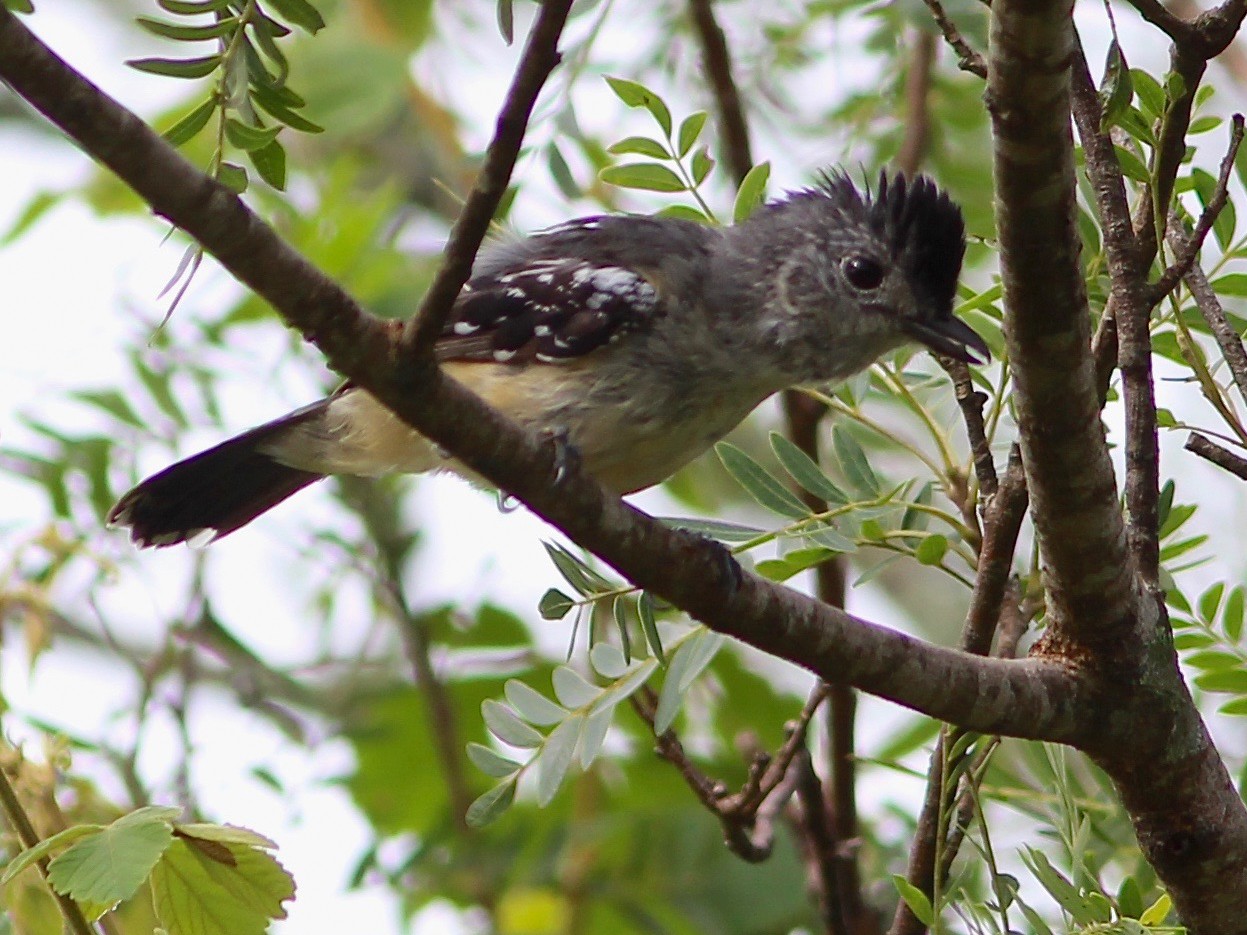 Batará Variable - eBird