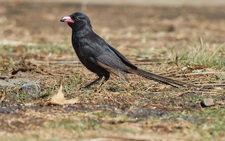 Piapiac - Ptilostomus afer - Birds of the World