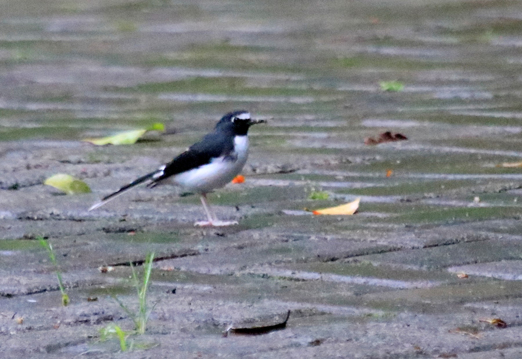 Sunda Forktail - eBird