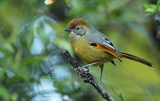 Chestnut-tailed Minla - Actinodura strigula - Birds of the World