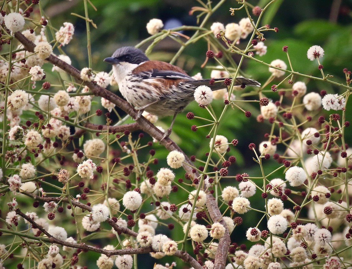 Gray-crowned Crocias - Laniellus langbianis - Birds of the World