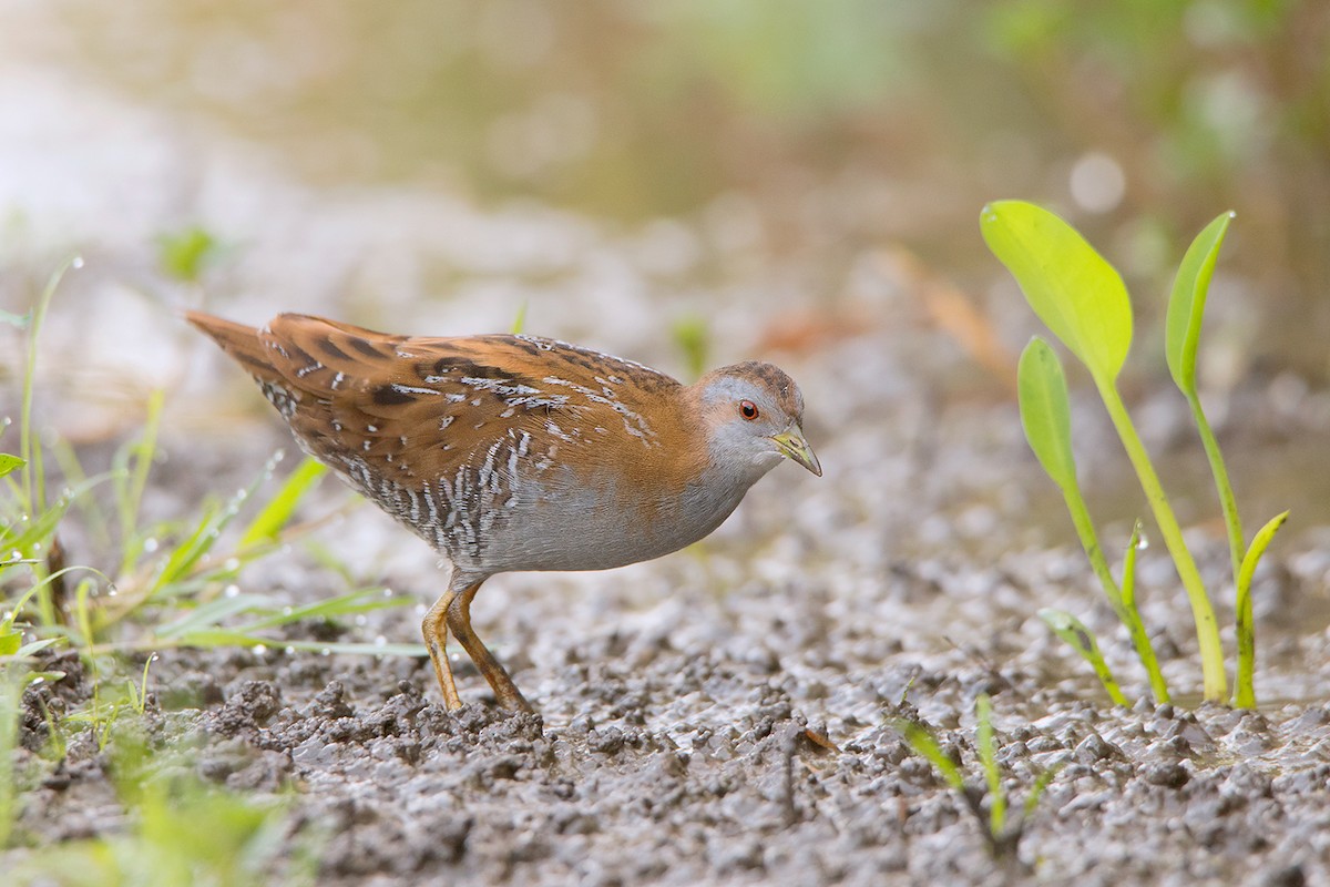 ML89819581 - Baillon's Crake - Macaulay Library