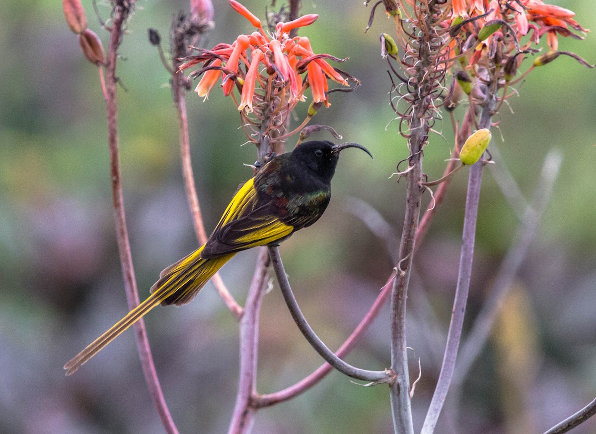 Golden-winged Sunbird - Drepanorhynchus reichenowi - Birds of the World