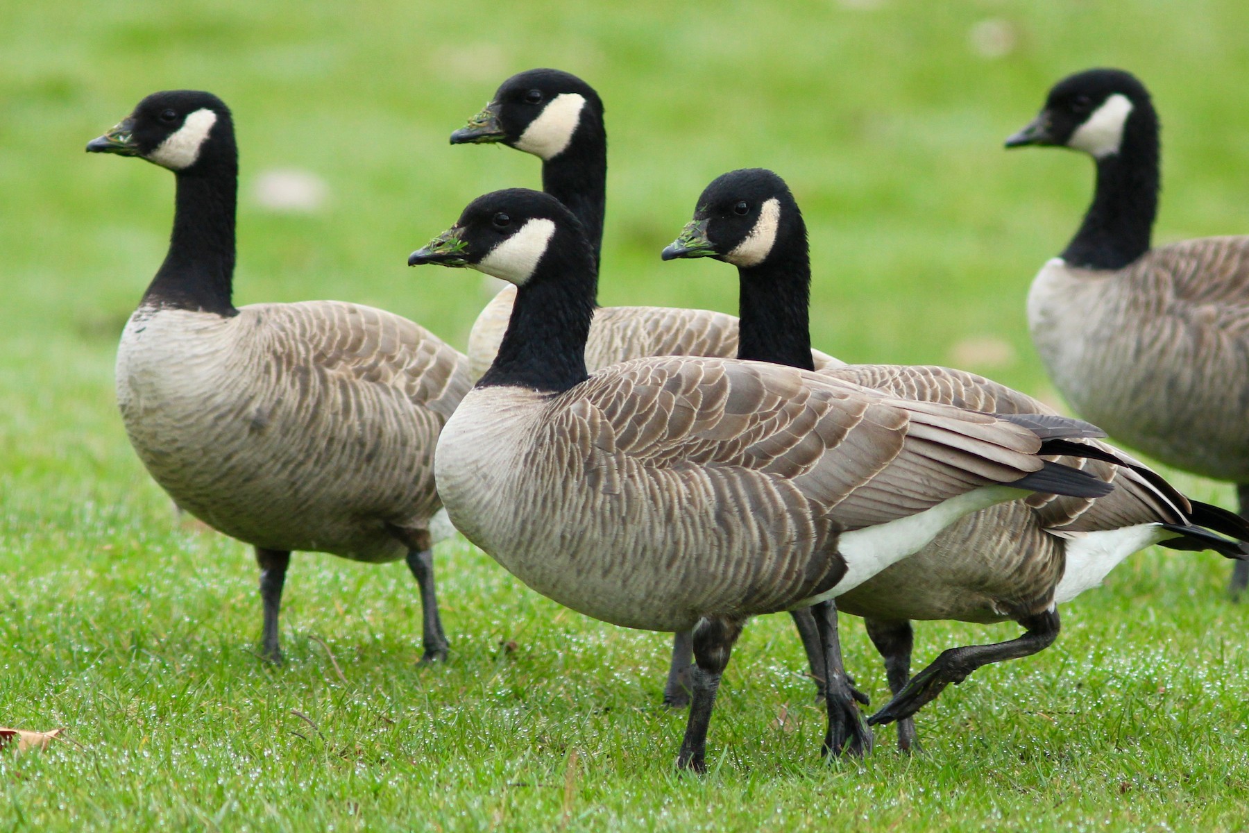 Cackling Goose (Taverner's) - eBird