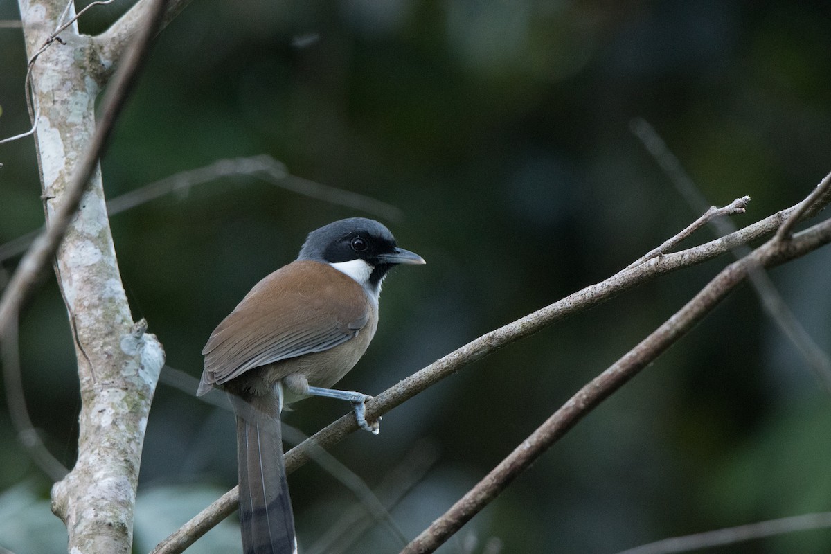 White-cheeked Laughingthrush - Pterorhinus vassali - Birds of the World
