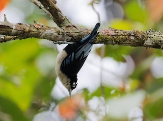 Blue Nuthatch - Sitta azurea - Birds of the World