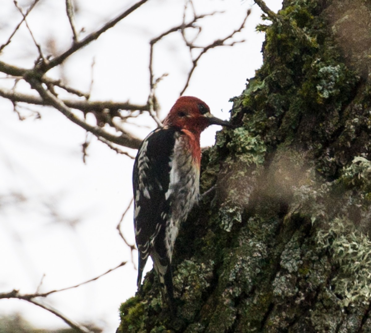 eBird Checklist - 17 Mar 2018 - Joseph D. Grant CP--ranch house area ...