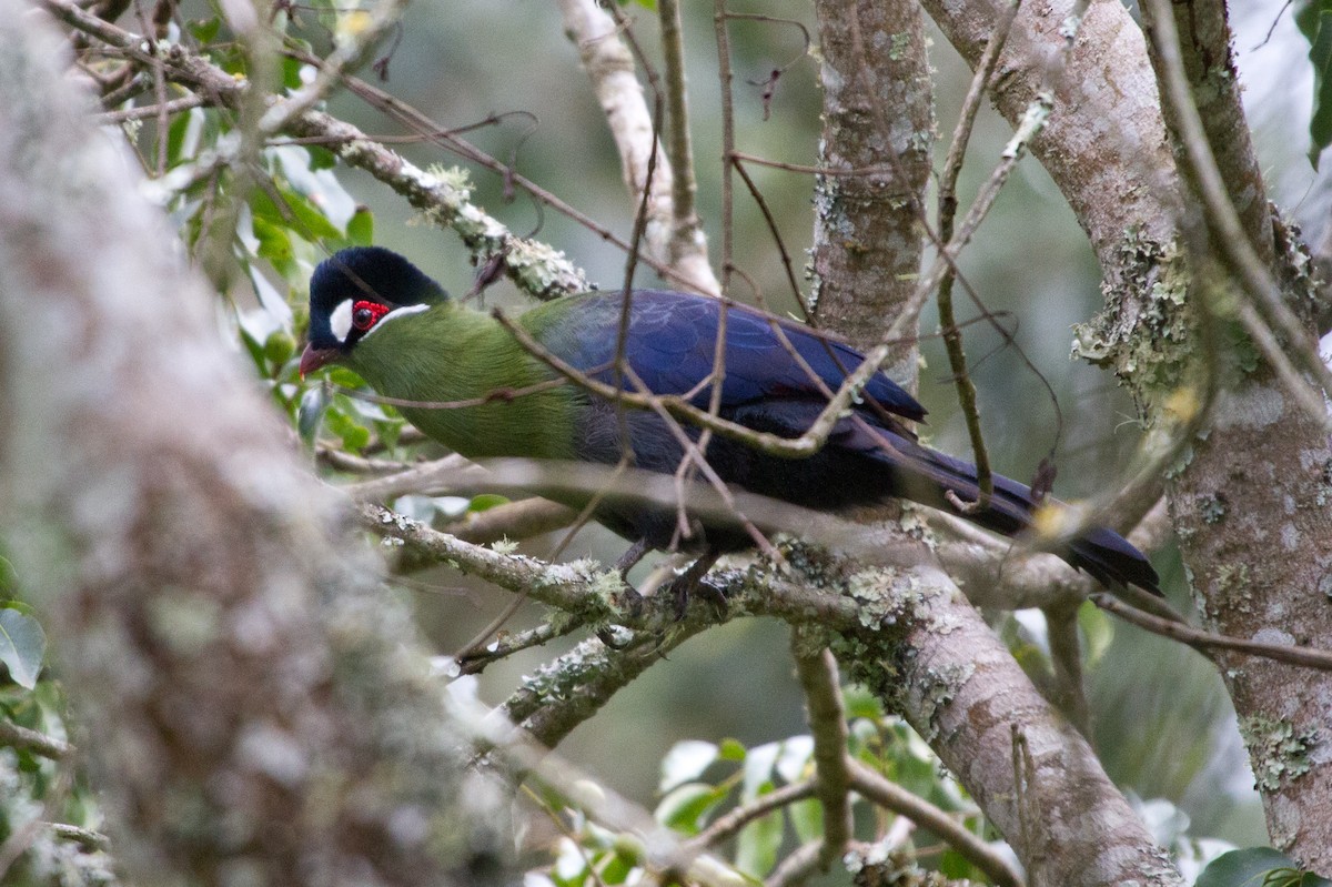 Hartlaub's Turaco - Tauraco hartlaubi - Birds of the World