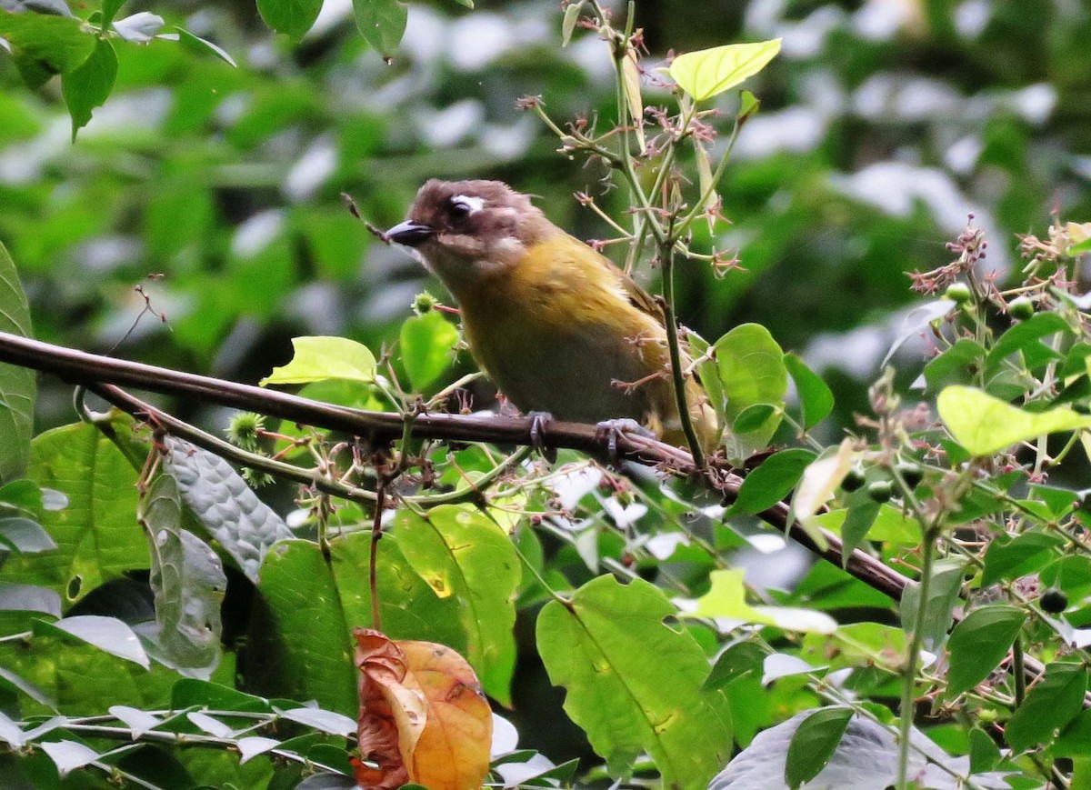eBird Checklist - 5 Feb 2018 - Churumas 1 - 71 species