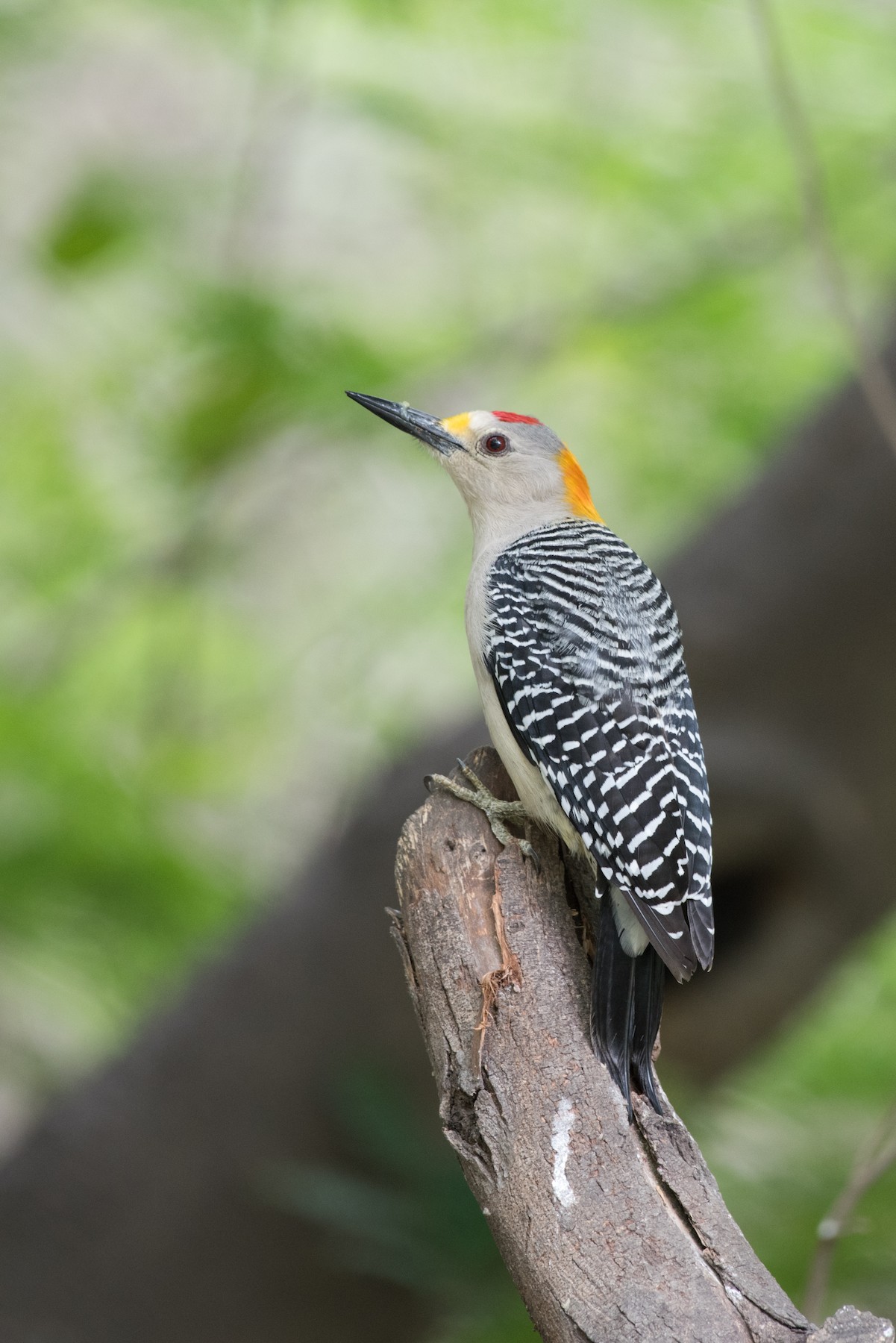 Carpintero Cheje (grupo aurifrons) - eBird