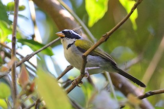 Sao Francisco Sparrow - Arremon franciscanus - Birds of the World