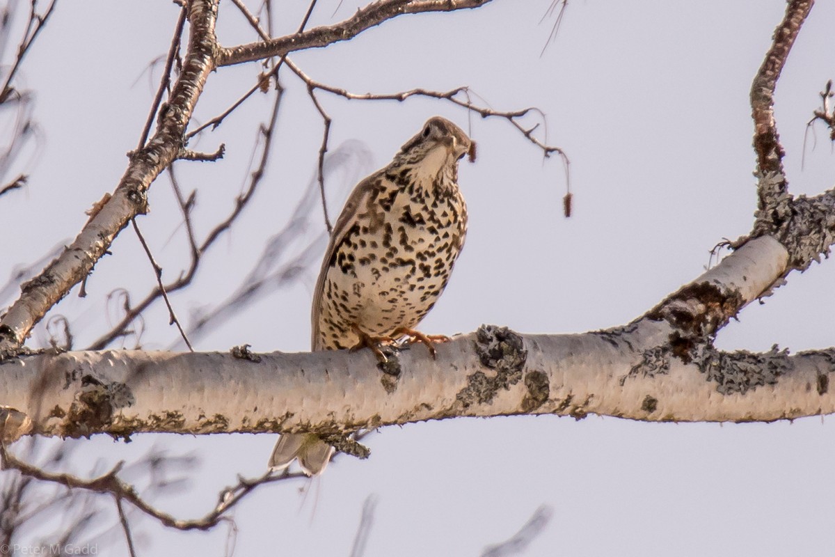eBird Checklist - 21 Mar 2018 - Miramichi--Macmillan Dr - stakeout Mistle Thrush alternative ...