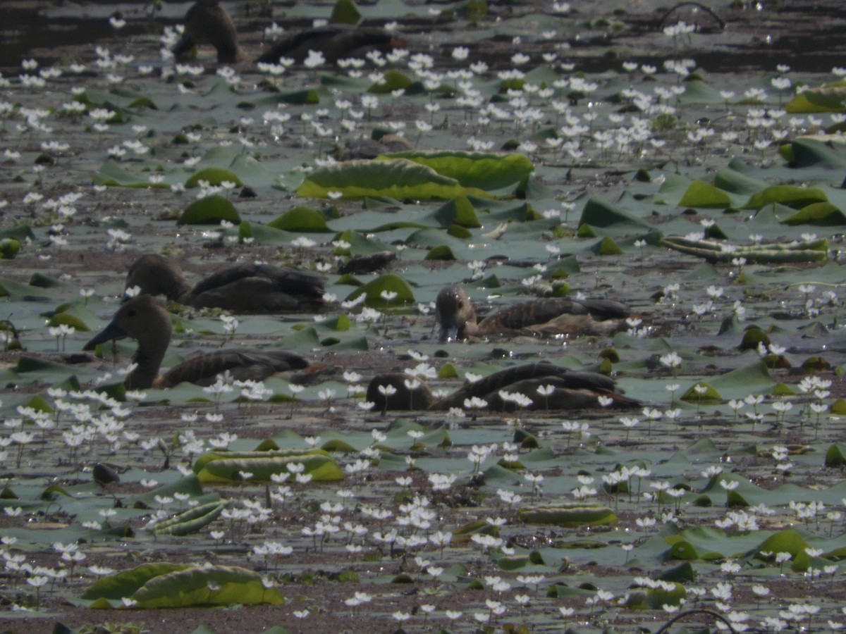 eBird Checklist - 22 Mar 2018 - Ahiwara Road, Hingna - 6 species