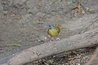 Gray-headed Bristlebill - Bleda canicapillus - Birds of the World