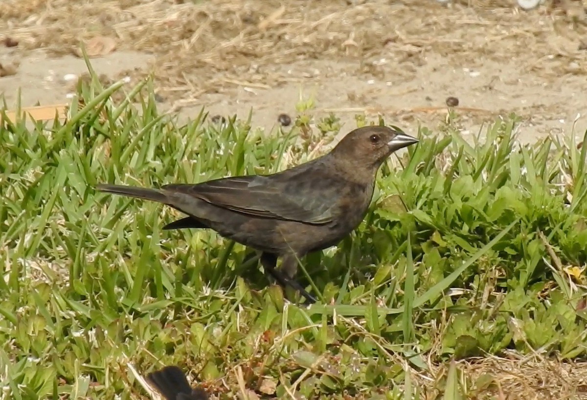 Shiny/Brown-headed Cowbird - eBird