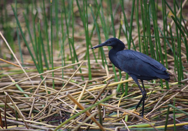 Black Egret