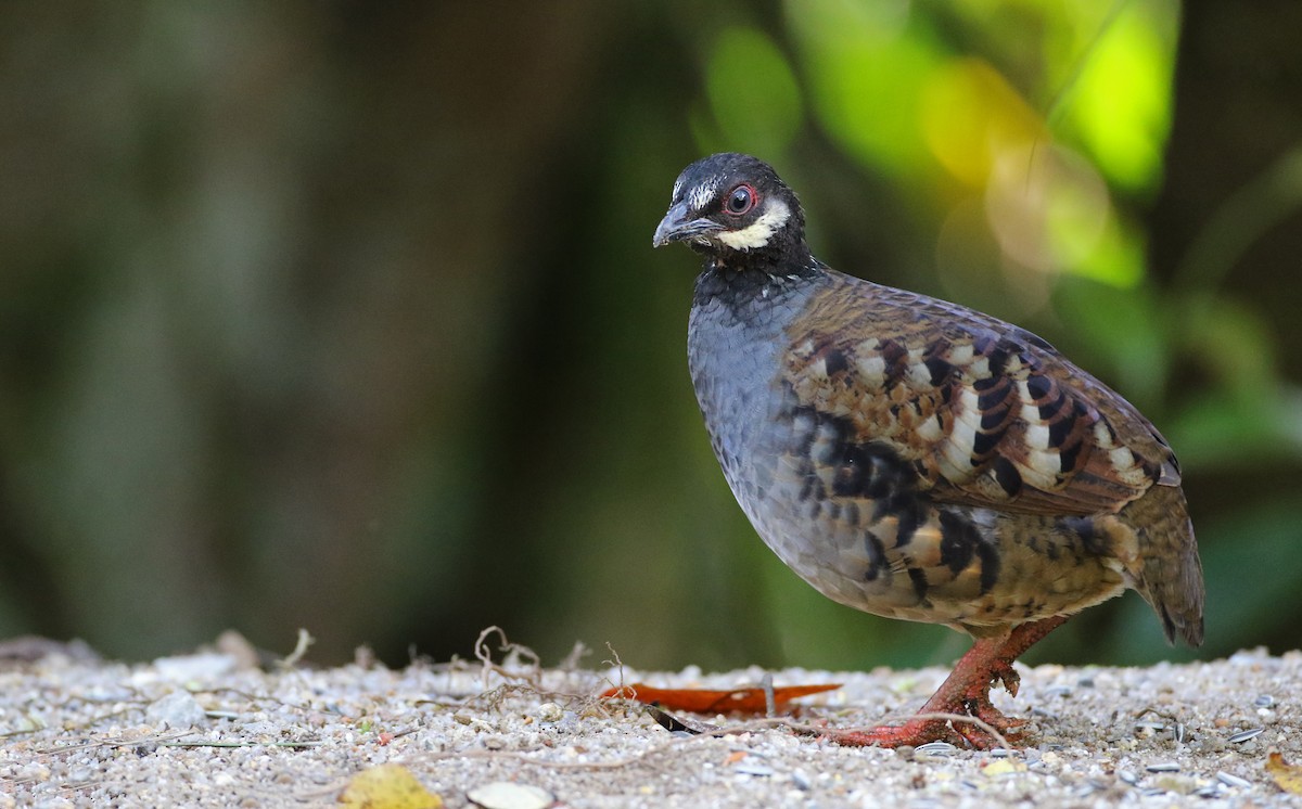 Malayan Partridge - Arborophila campbelli - Birds of the World
