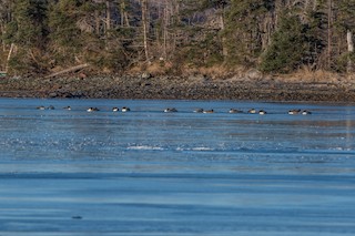 Illustrated Checklist - NL--Harricott (General Location), Avalon ...