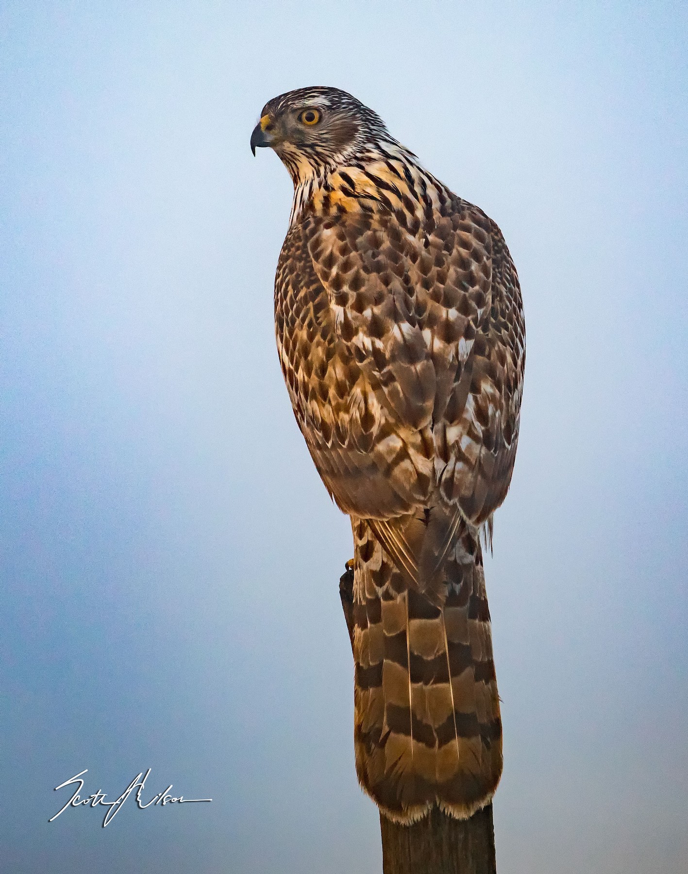 Havik (Amerikaans) - eBird