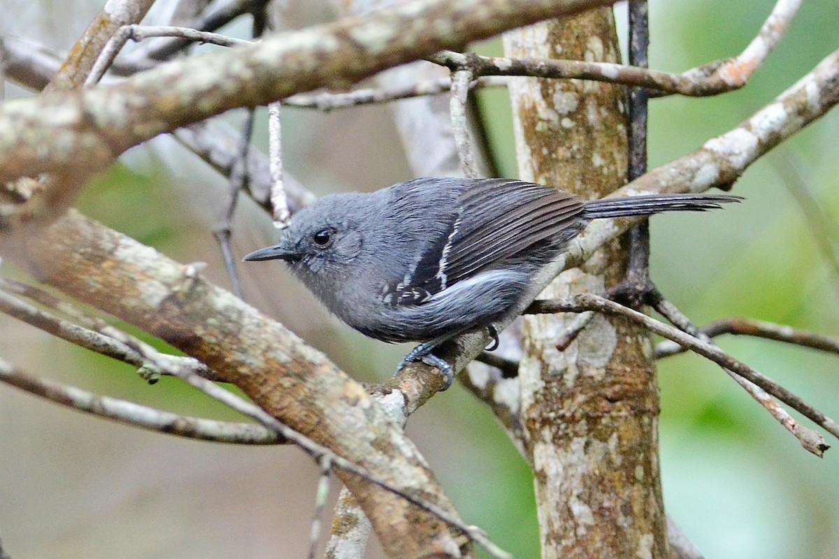 Narrow-billed Antwren - Formicivora iheringi - Birds of the World