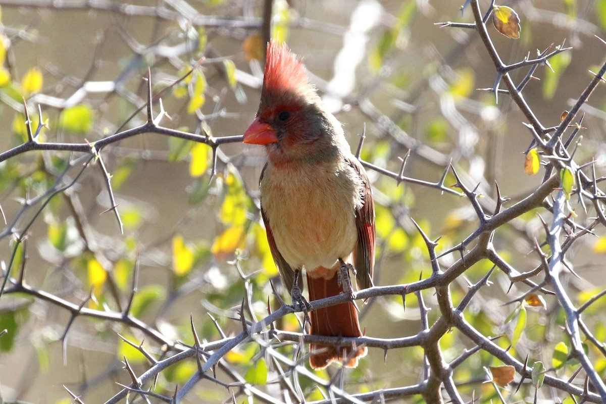 ML91775011 Northern Cardinal x Pyrrhuloxia (hybrid) Macaulay Library