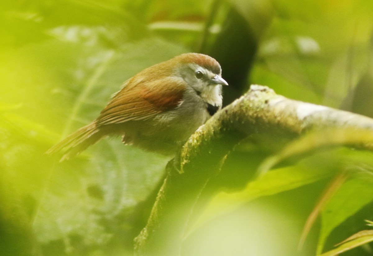 Crescent-chested Babbler - Cyanoderma melanothorax - Birds of the World