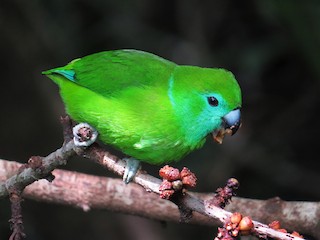 Guaiabero - Bolbopsittacus lunulatus - Birds of the World