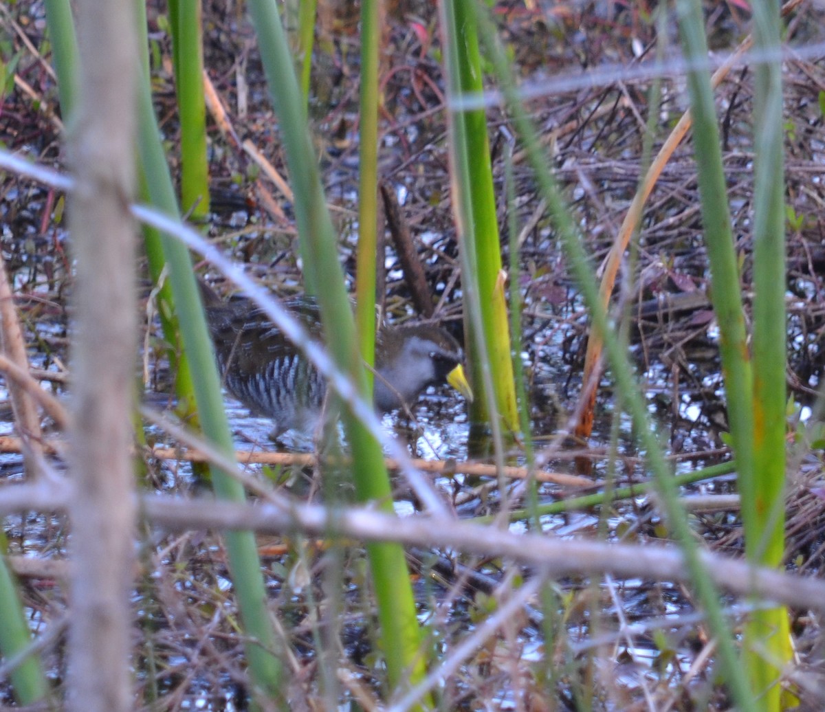 eBird Checklist - 29 Mar 2018 - Guana River WMA - 68 species (+2 other ...
