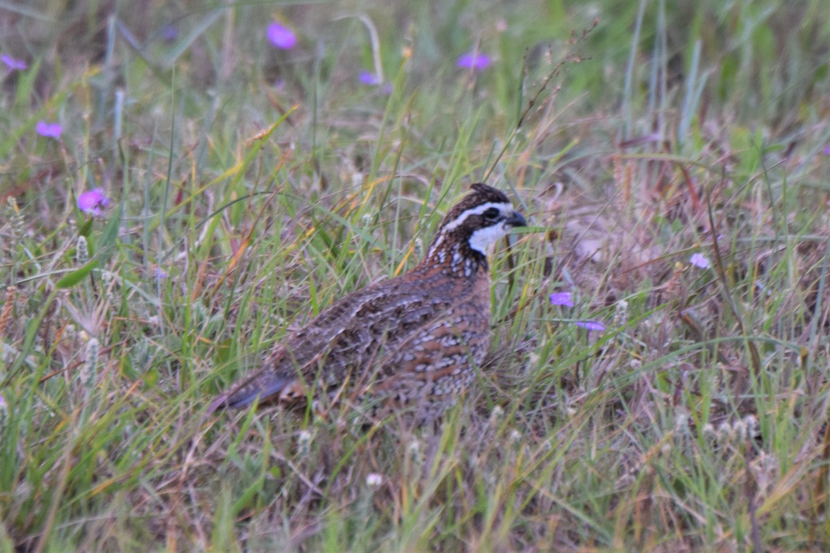 eBird Checklist - 24 Mar 2018 - King Ranch--Norias Division (Kenedy Co ...
