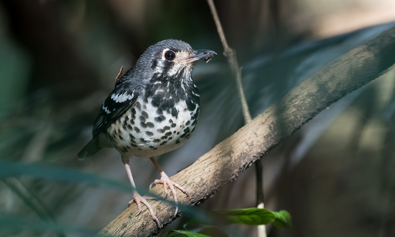 Ashy Thrush - eBird