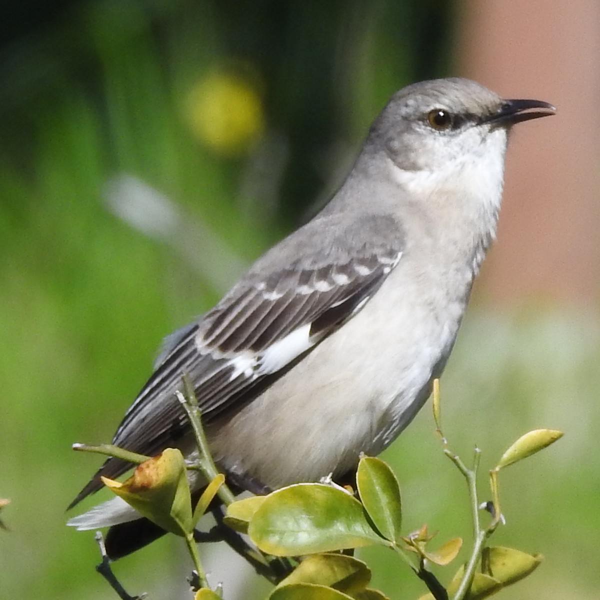 eBird Checklist - 30 Mar 2018 - Wing St. Canyon - 27 species (+3 other ...
