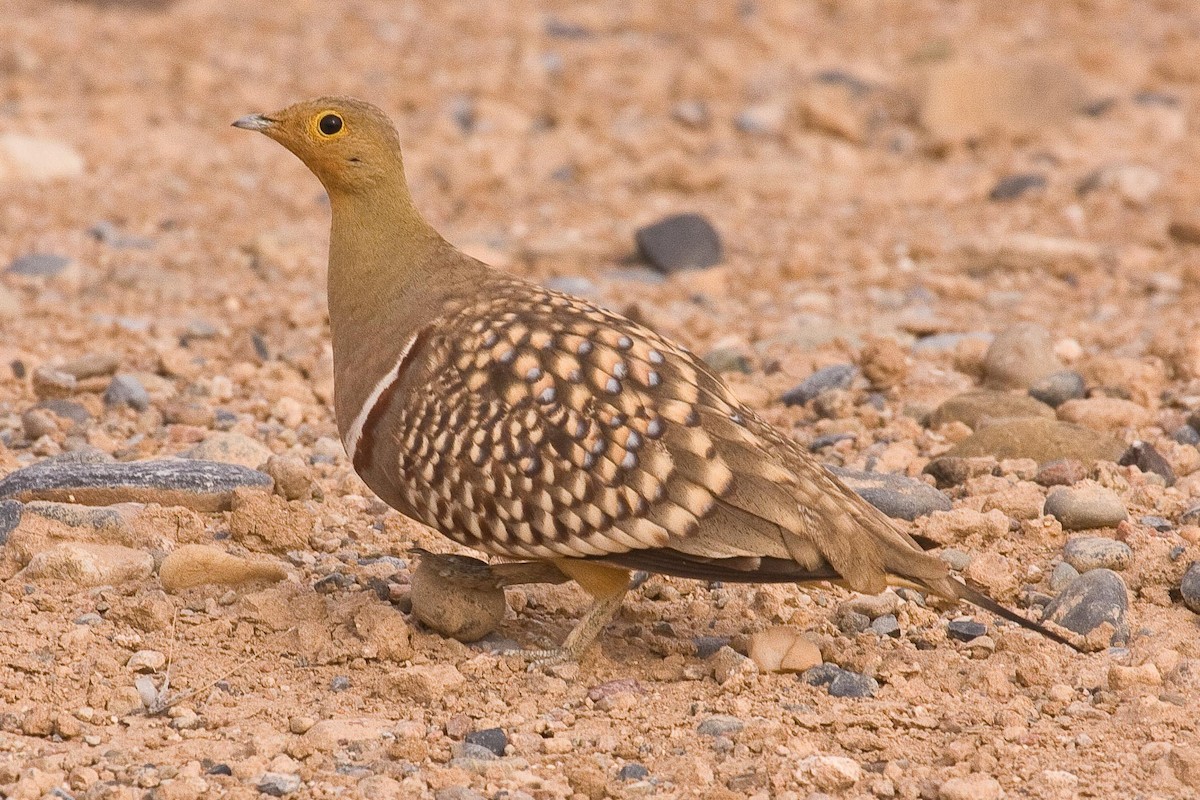 Namaqua Sandgrouse - Pterocles namaqua - Birds of the World