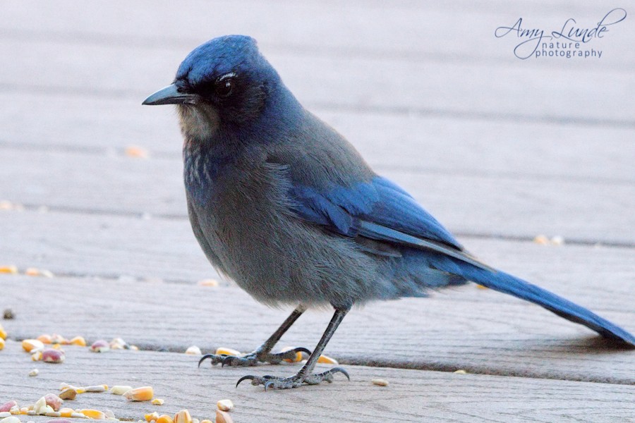 Štelerova kreja x kontinentalna žbunjarska kreja (hibrid) - eBird