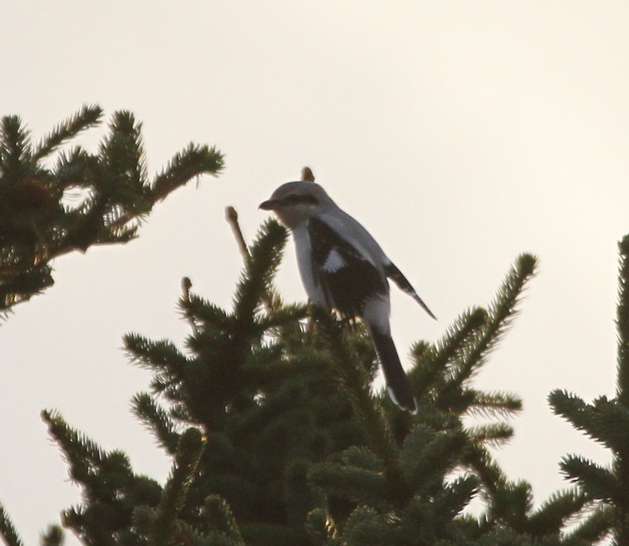 Northern/Great Gray Shrike - eBird