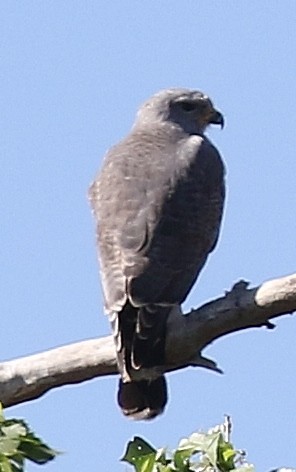 eBird Checklist - 2 Apr 2018 - Rio Rico Golf Club (historical) - 41 species