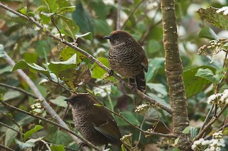Brown-capped Laughingthrush - Trochalopteron austeni - Birds of the World