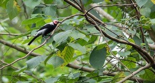 Coleto - Sarcops calvus - Birds of the World